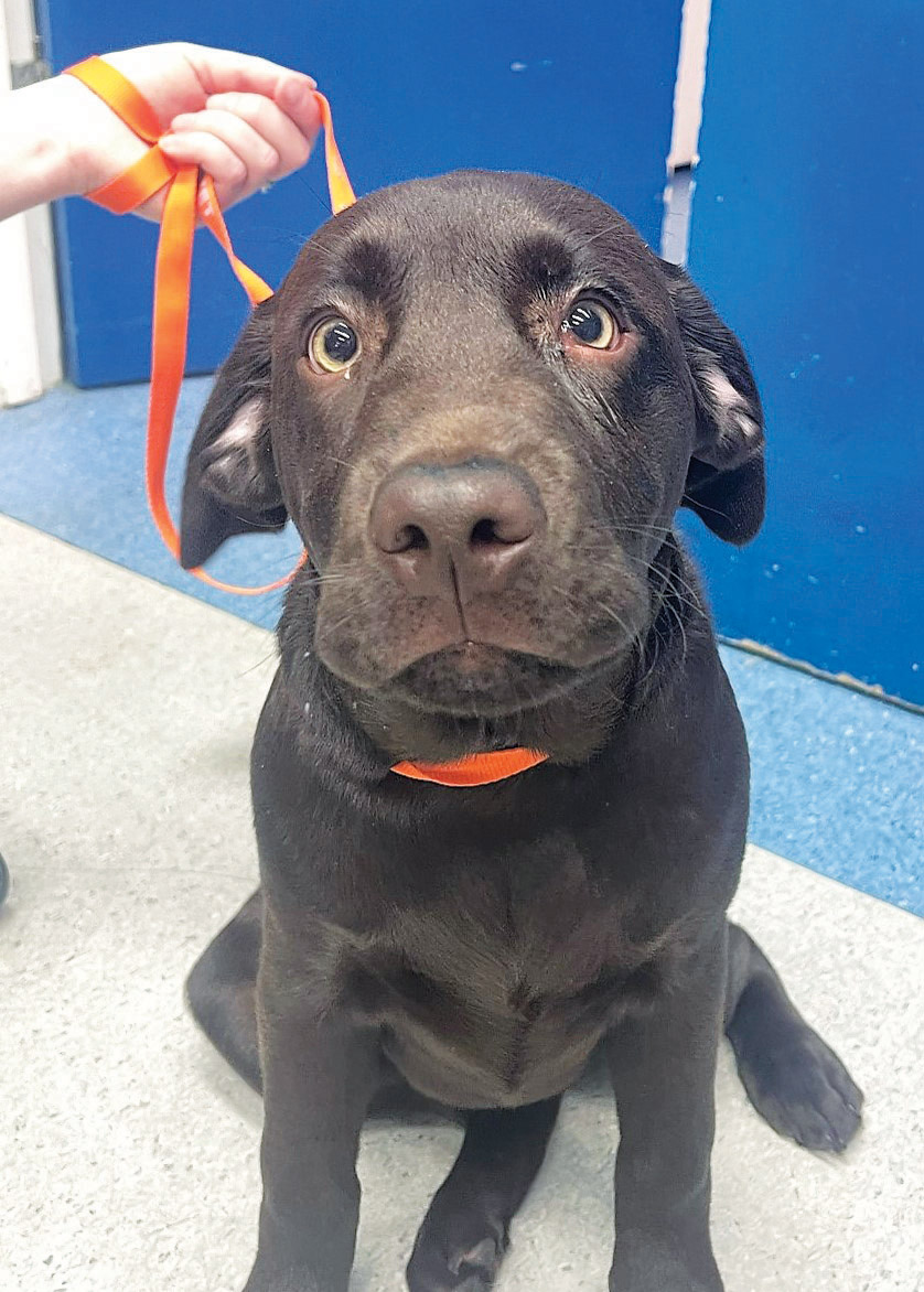 Everyone loves chocolate, including Loki the chocolate Labrador ...