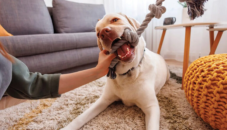 Wet weather workouts: Why your dog still needs exercise indoors ...